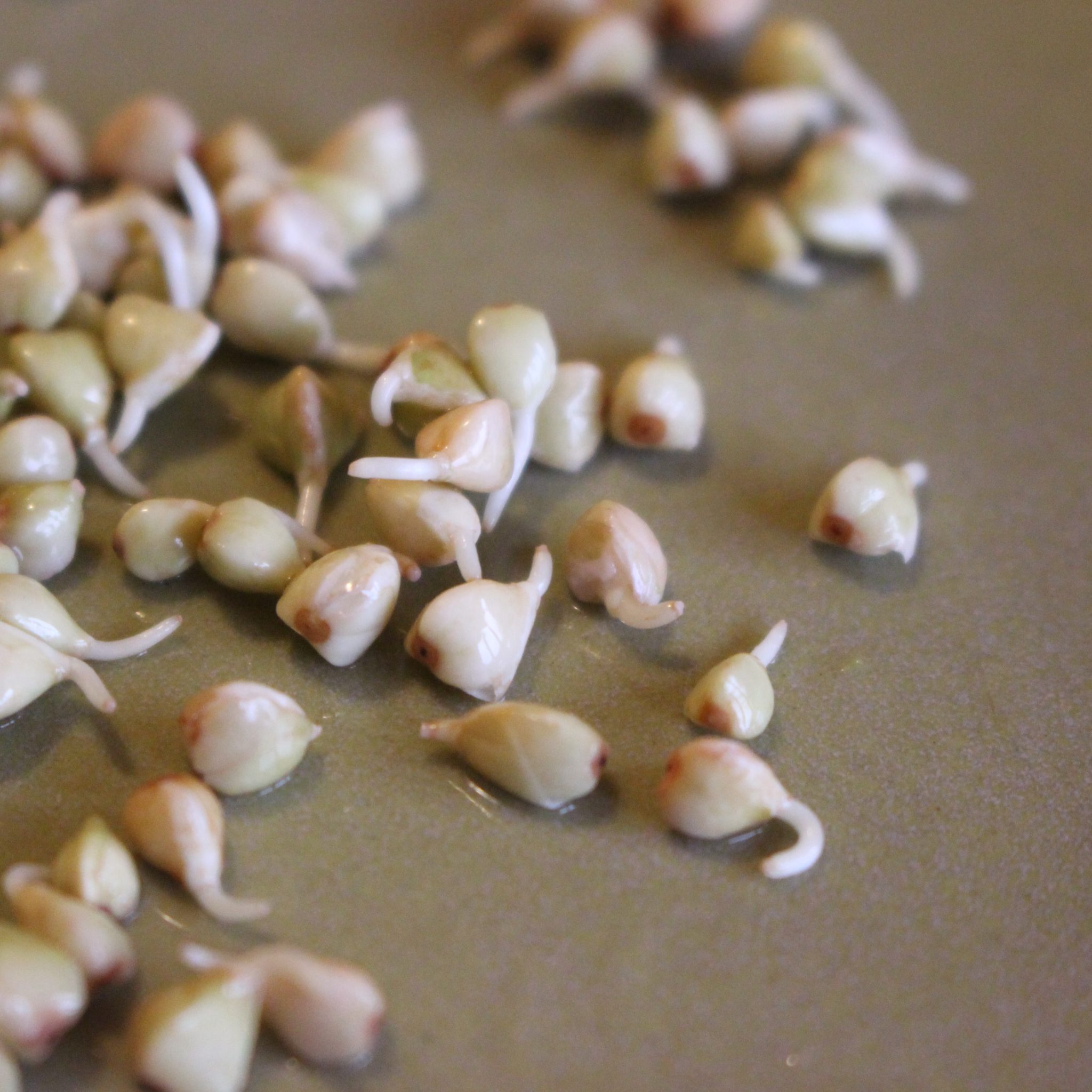 How To Sprout Buckwheat (for incredible vitamin B content!) – Ancestral ...